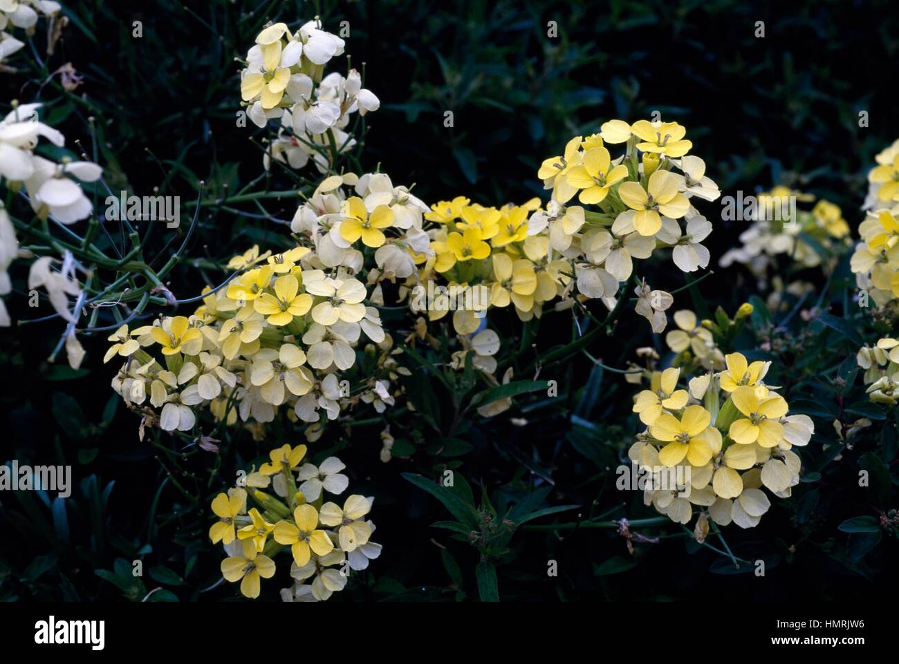 Decumbent treacle-mustard (Erysimum decumbens), Brassicaceae Stock ...