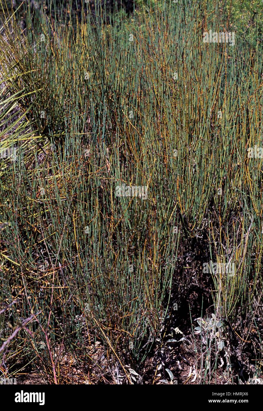 Mormon tea ephedra californica hi-res stock photography and images - Alamy
