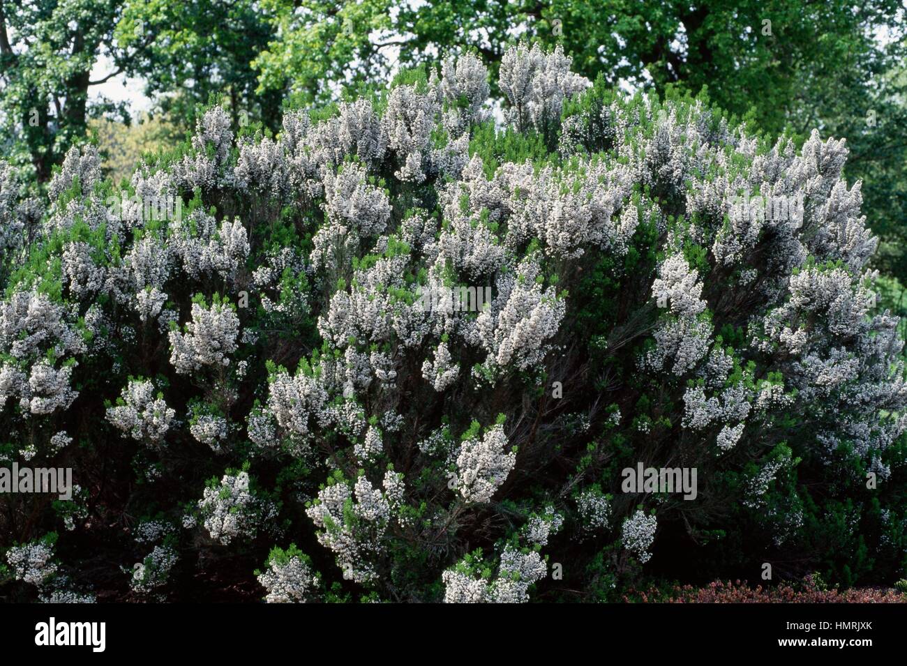 Erica arborea alpina hi-res stock photography and images - Alamy