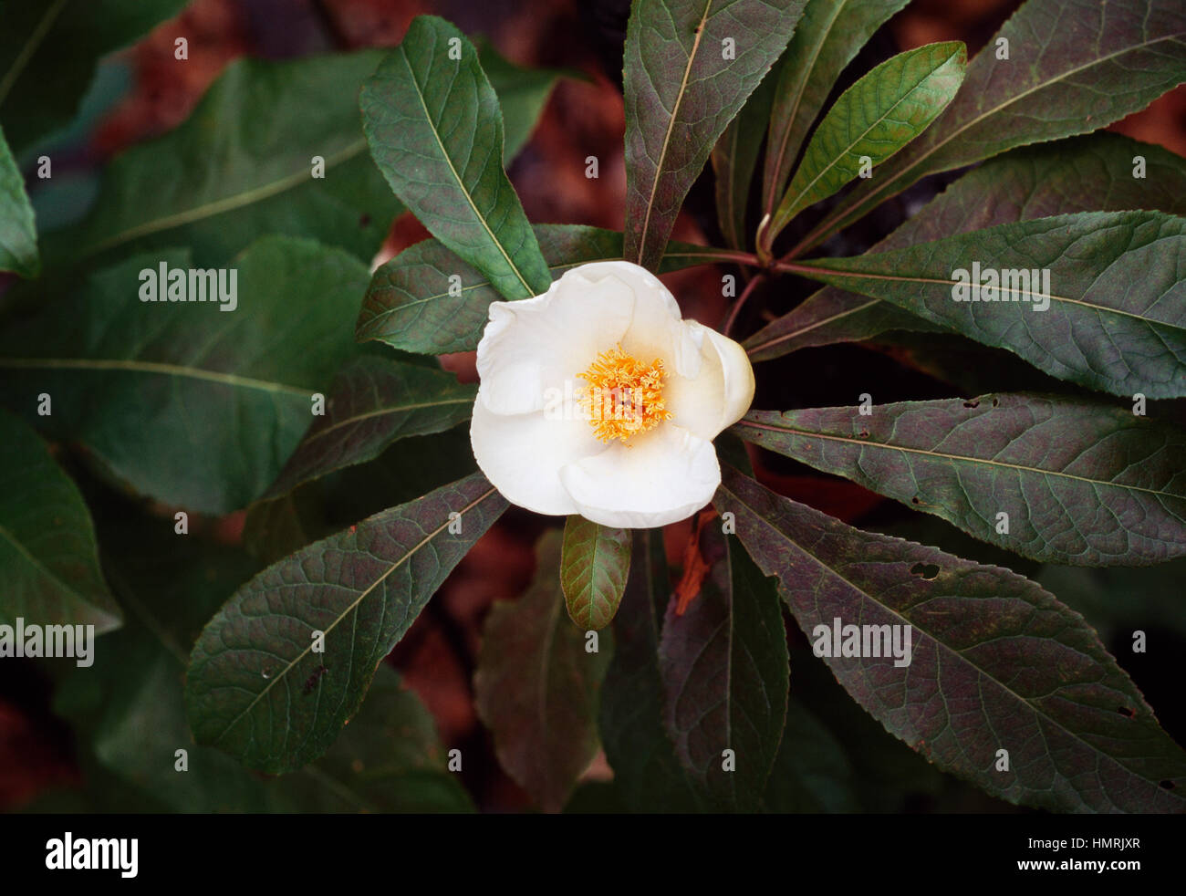 Franklin tree (Franklinia alatamaha), Theaceae Stock Photo - Alamy