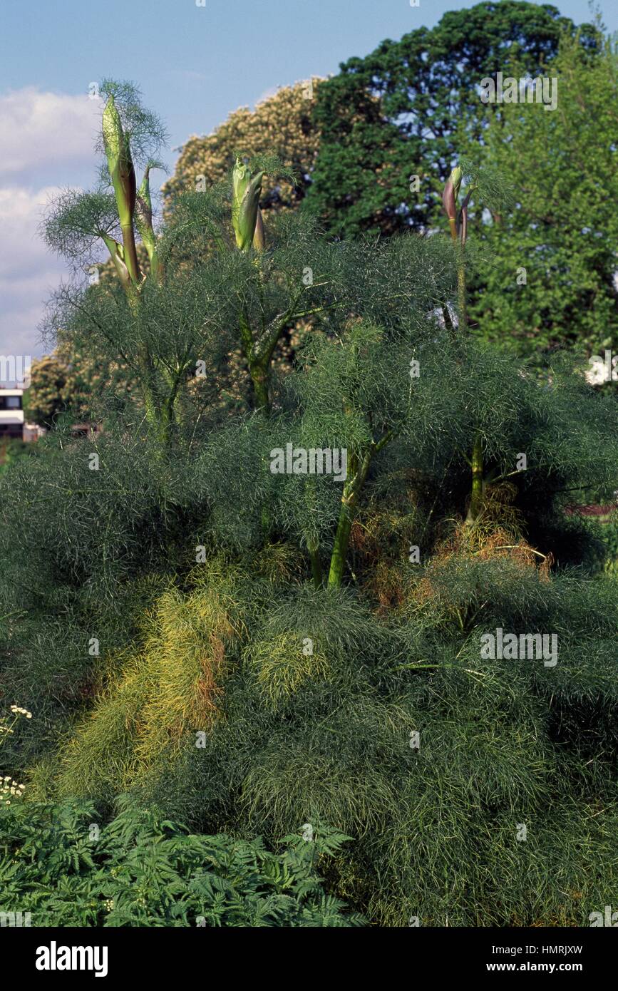 Giant fennel (Ferula communis), Apiaceae Stock Photo - Alamy