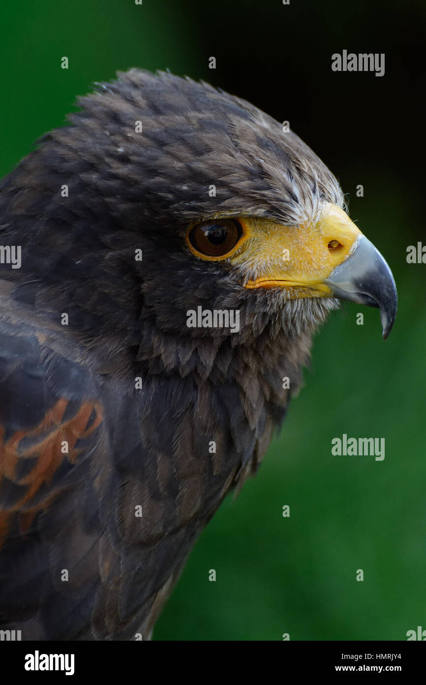 side portrait of a single isolated red brown hawk looking sad,green ...