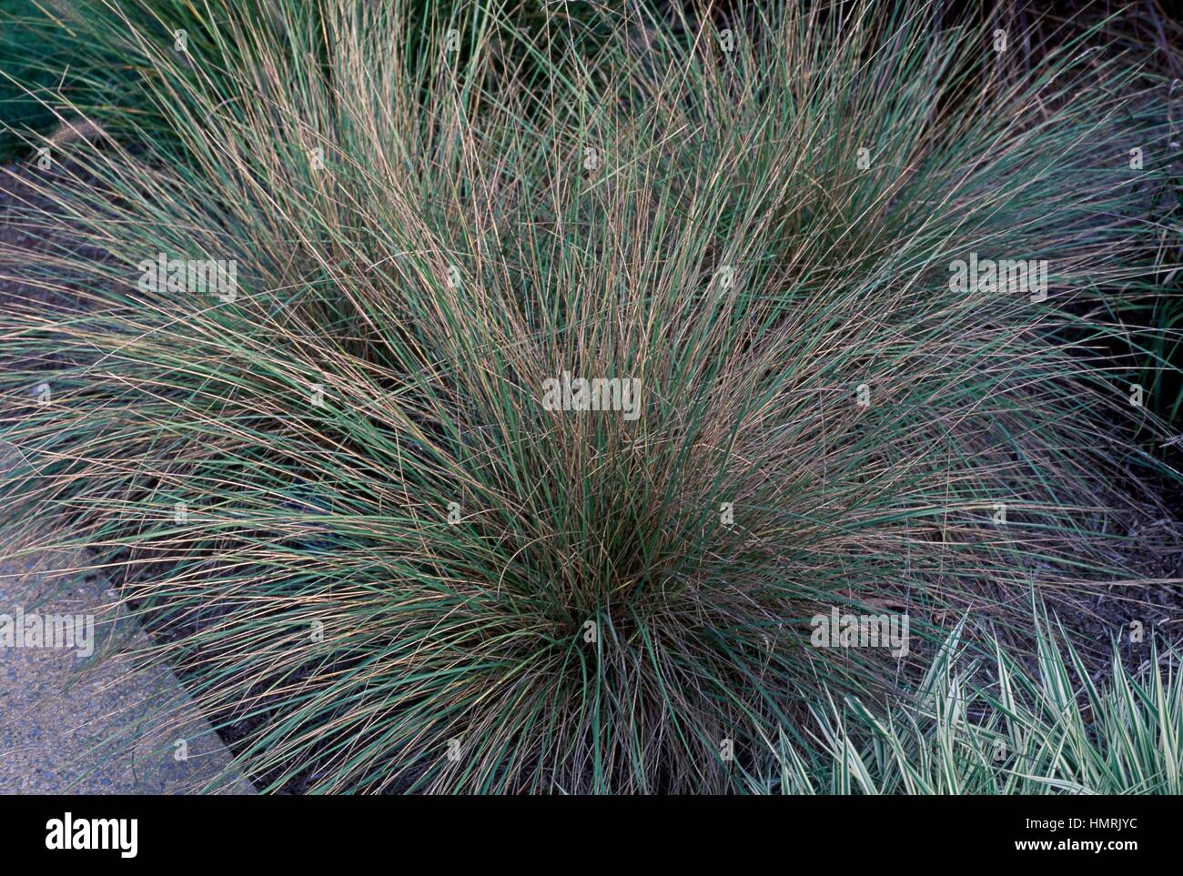 Atlas fescue festuca mairei hi-res stock photography and images - Alamy
