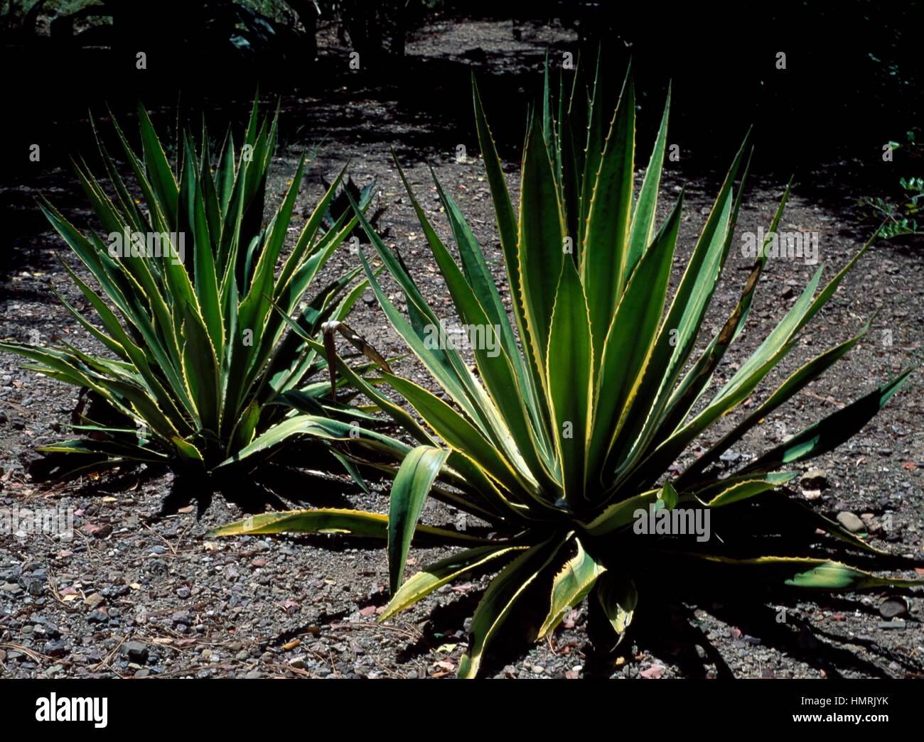 Furcraea selloa var marginata, Agavaceae Stock Photo - Alamy
