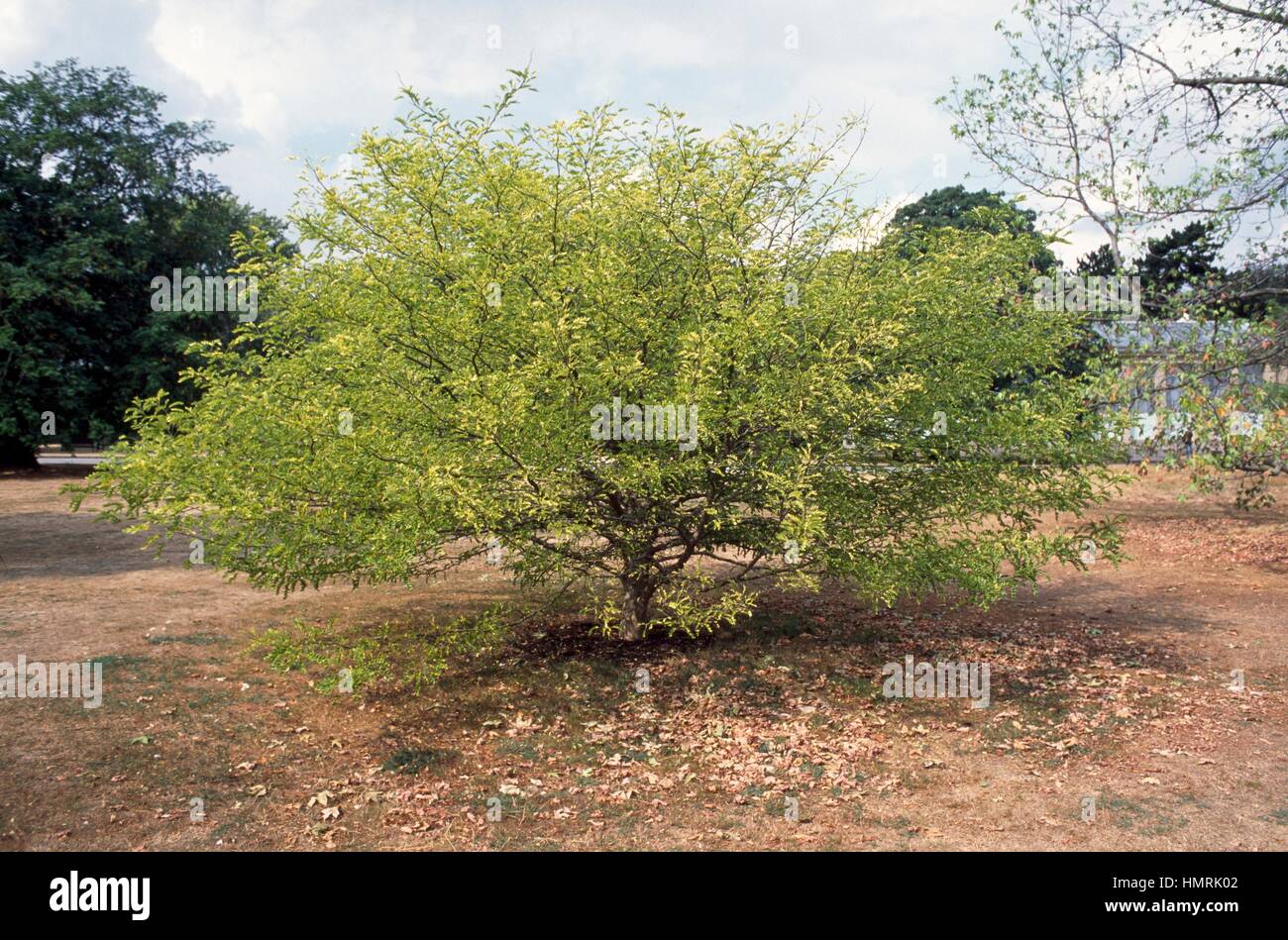 Fabaceae leguminosae hi-res stock photography and images - Alamy