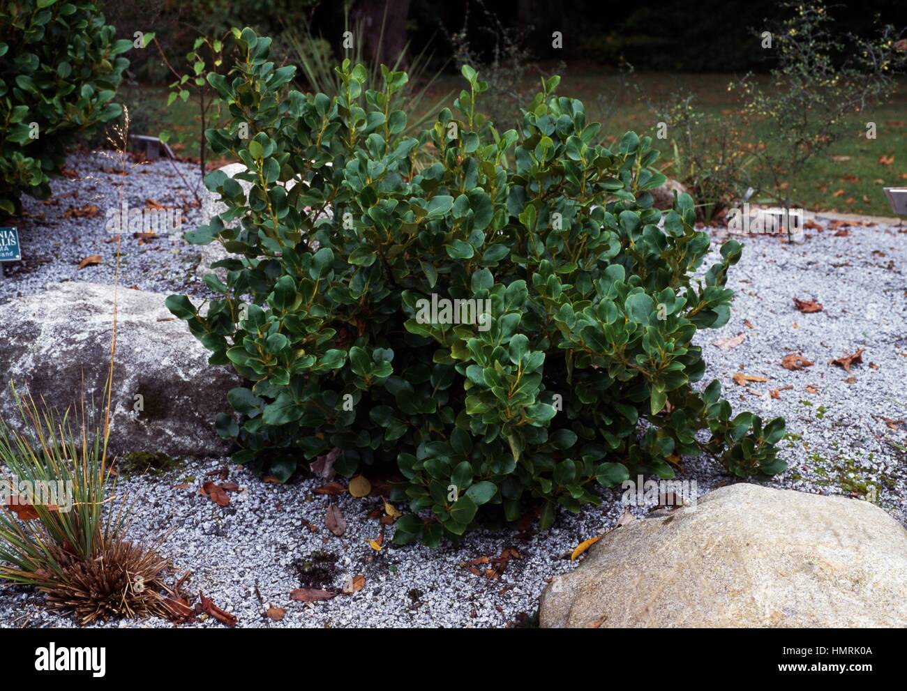 Kapuka griselinia littoralis hi-res stock photography and images - Alamy