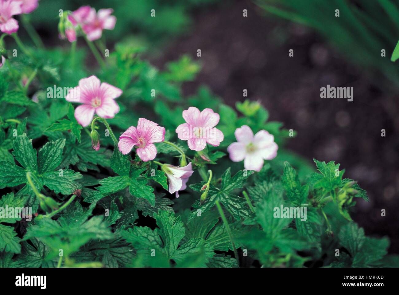 Geranium endressii x versicolor hi-res stock photography and images - Alamy