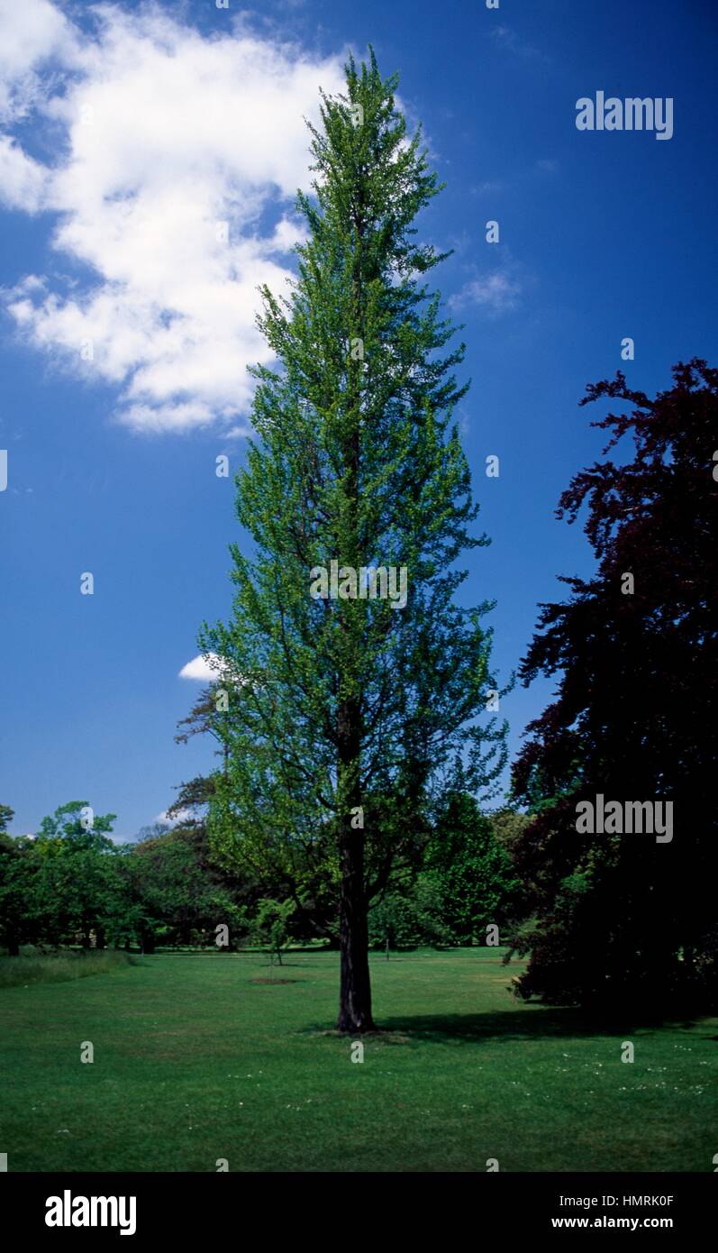 Ginkgo (Ginkgo biloba), Ginkgoaceae Stock Photo - Alamy