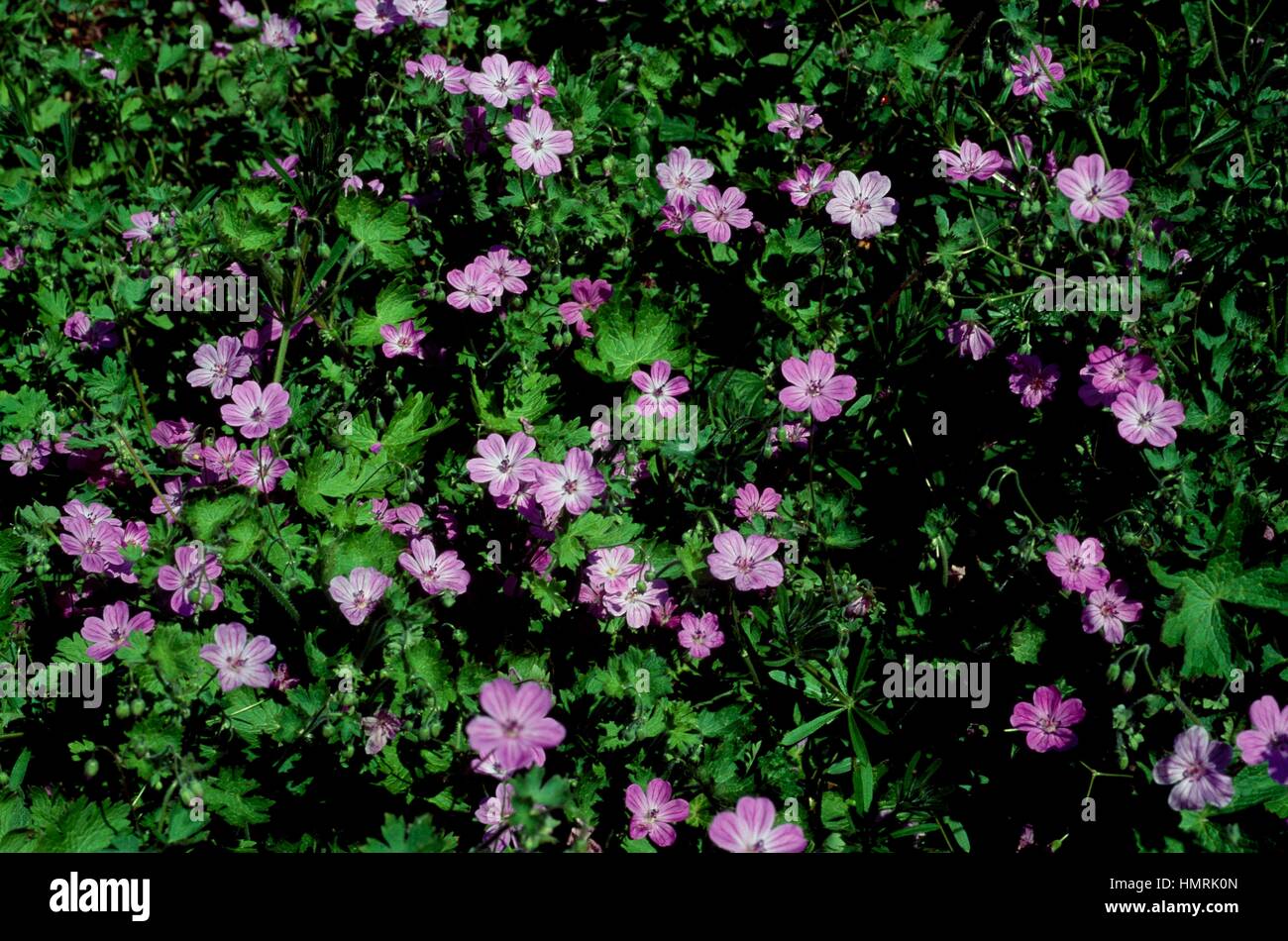 Wild Geranium, Woolly Geranium or Northern crane's bill (Geranium ...