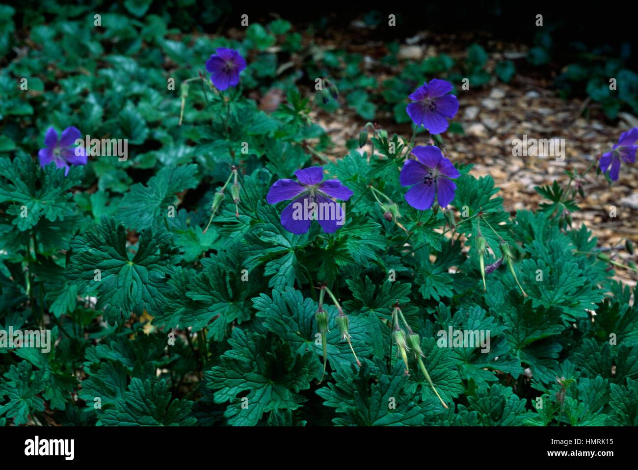 Himalayan crane's bill (Geranium himalayense), Geraniaceae Stock Photo ...