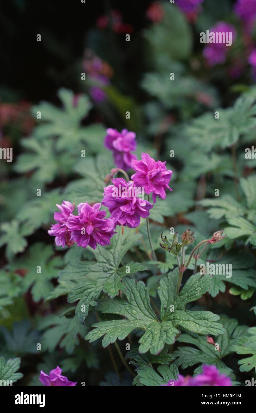 Geranium himalayense ‘plenum’ hi-res stock photography and images - Alamy