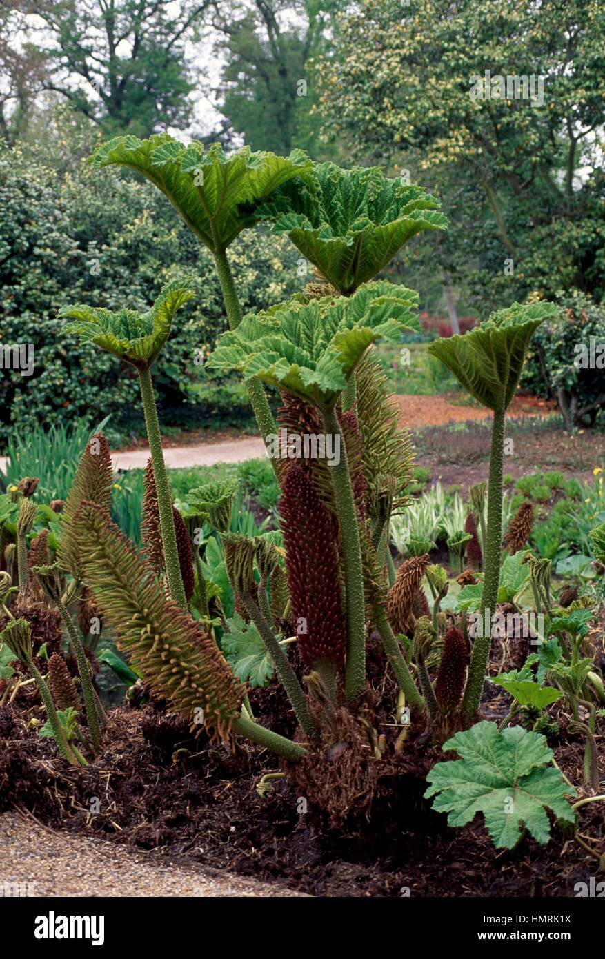 Giant rhubarb (Gunnera manicata), Gunneraceae Stock Photo - Alamy