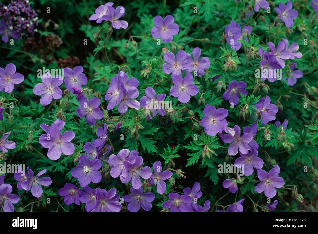Geranium johonsons blue hi-res stock photography and images - Alamy