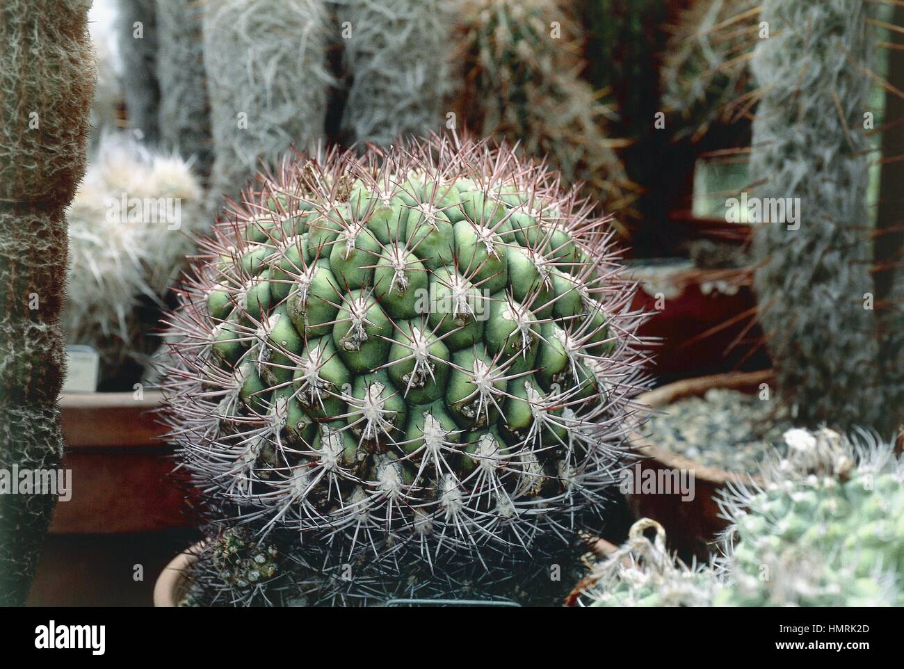 Botany - Cactaceae. Giant chin cactus (Gymnocalycium saglionis Stock ...