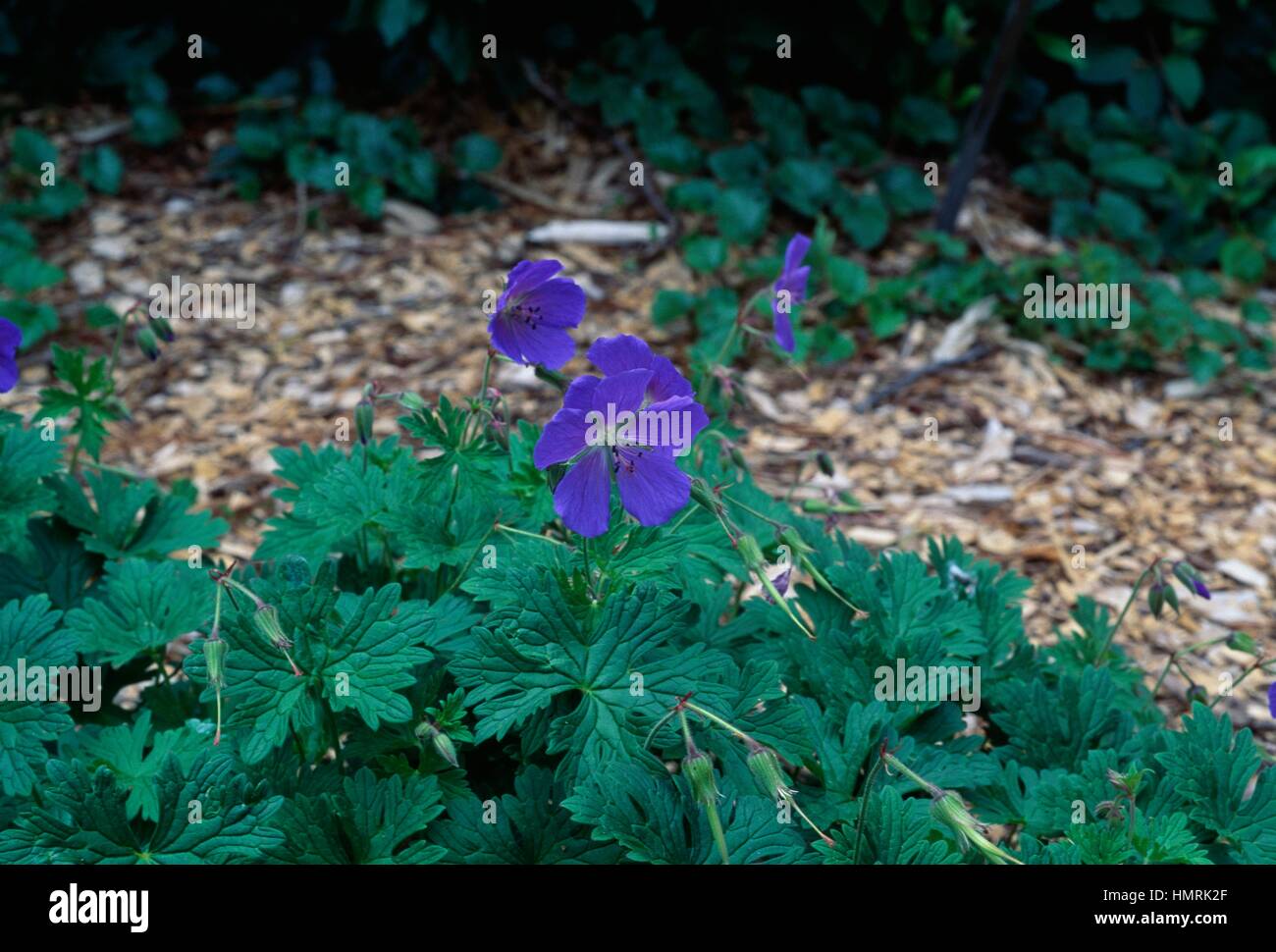 Himalayan crane's bill (Geranium himalayense), Geraniaceae Stock Photo ...