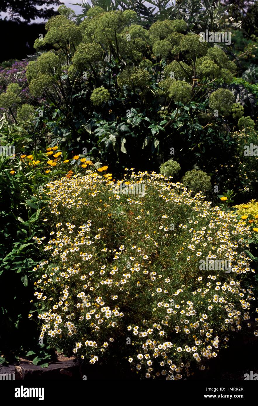 Chamomile in bloom (Matricaria chamomilla), Asteraceae, and Norwegian ...
