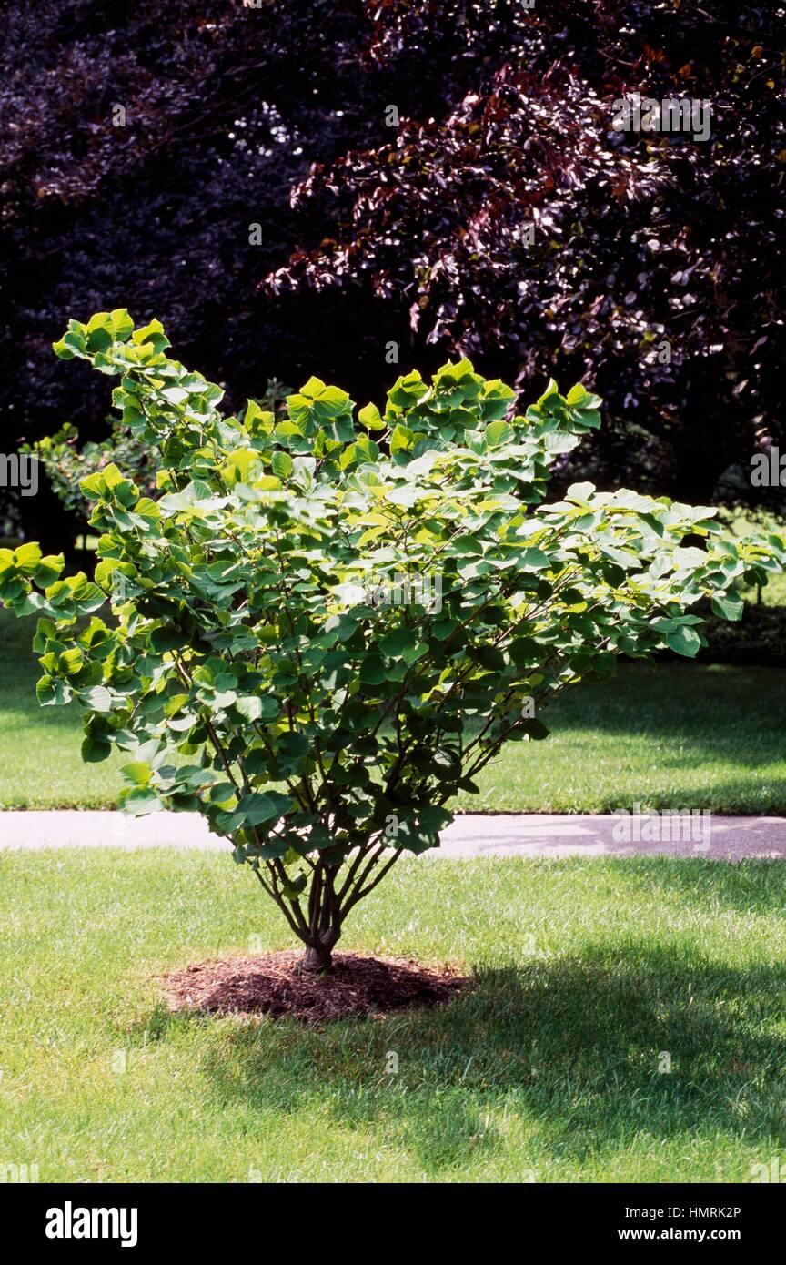 Witch-hazel (Hamamelis sp), Hamamelidaceae Stock Photo - Alamy