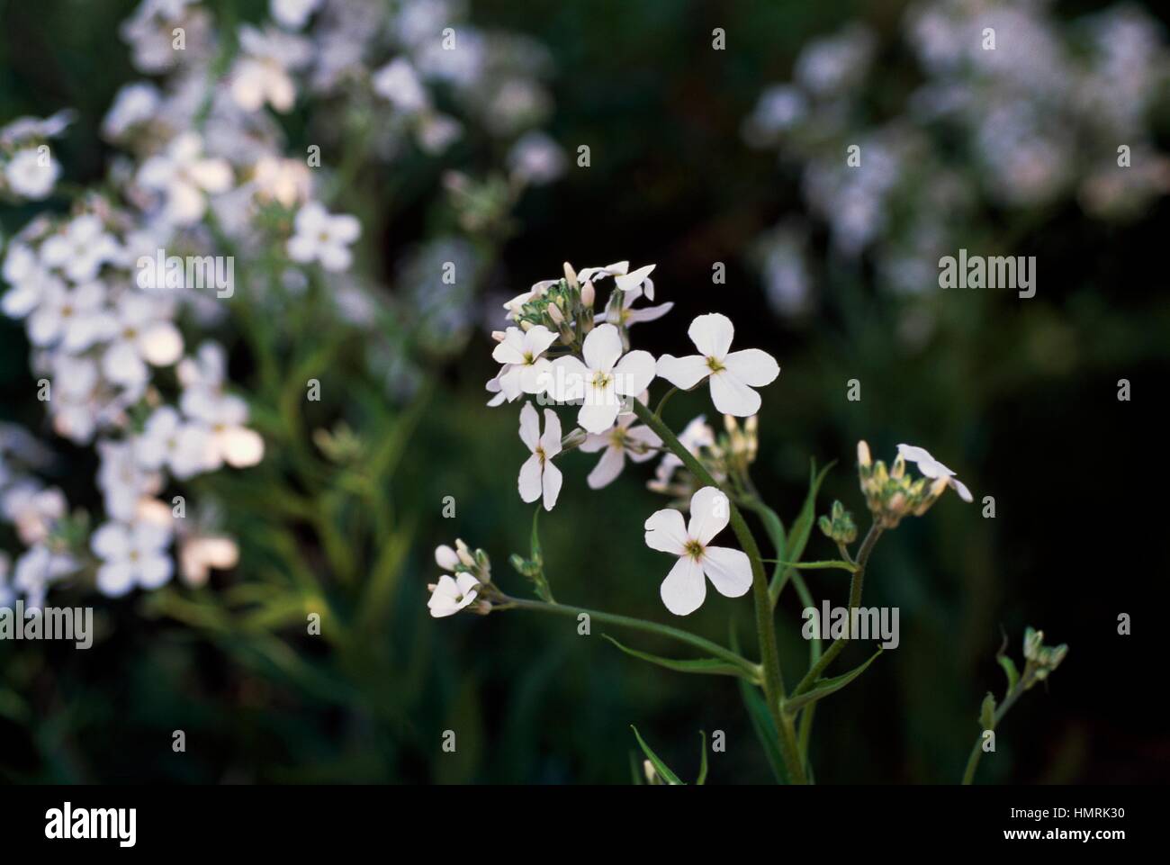 Dame's-violet or Dame's Rocket (Hesperis matronalis candida ...
