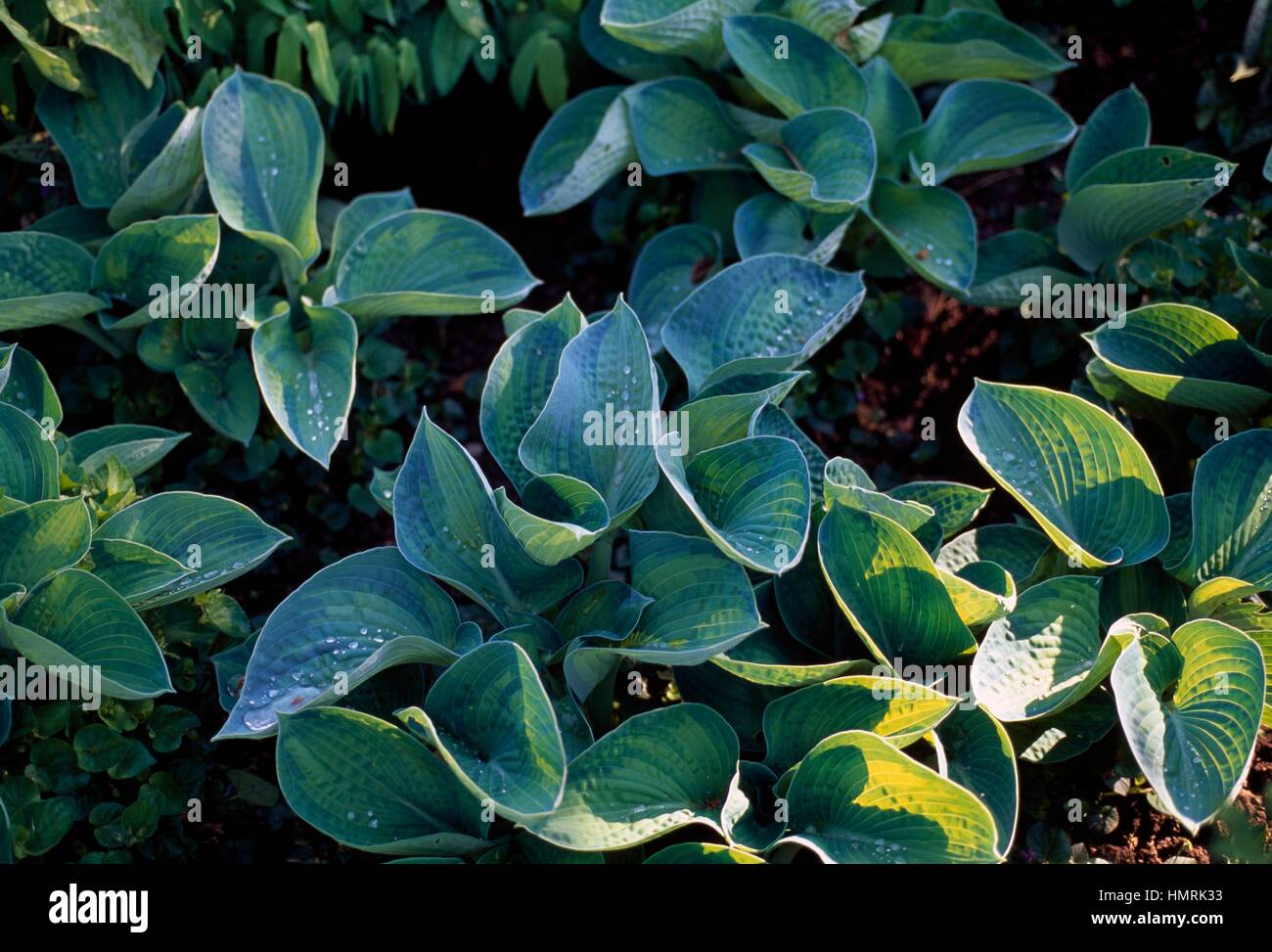 Hosta Tokudama High Resolution Stock Photography and Images - Alamy