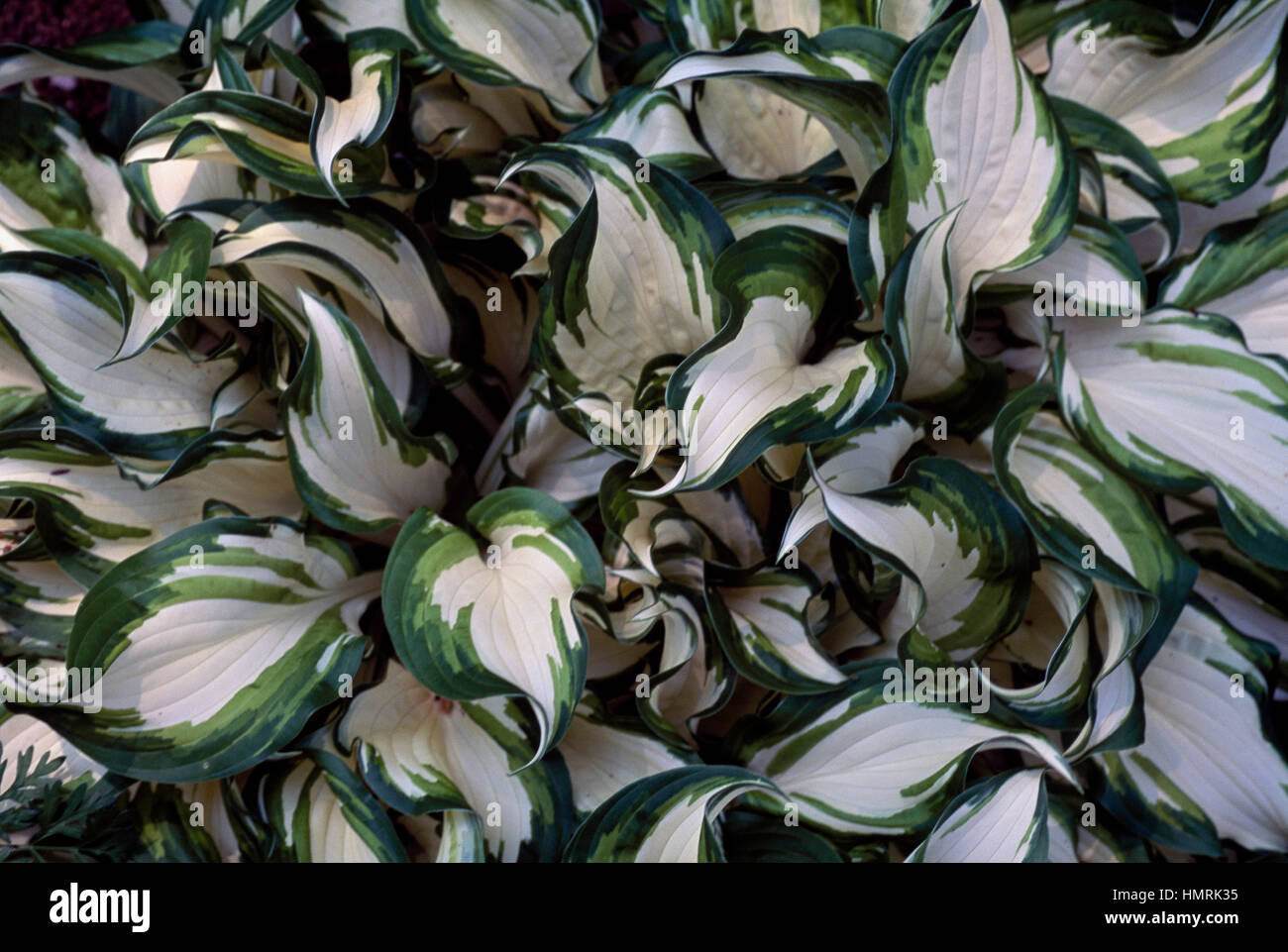 Undulata hi-res stock photography and images - Alamy