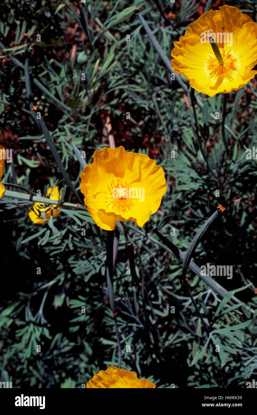 Mexican Tulip Poppy (Hunnemannia fumariifolia), Papaveraceae Stock ...