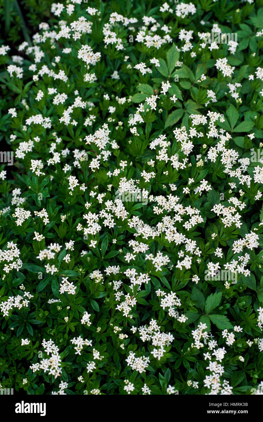 Japanese Wood Poppy (Hylomecon japonicum), Papaveraceae Stock Photo - Alamy