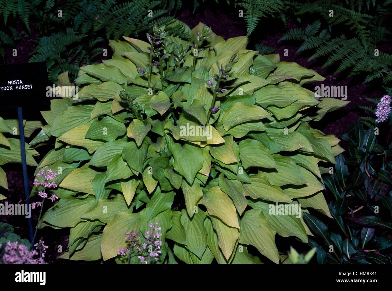 Hydon Sunset plantain lily (Hosta Hydon Sunset), Asparagaceae Stock ...