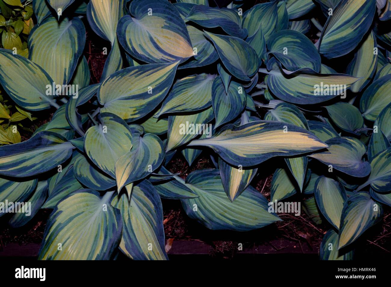 June plantain lily (Hosta June), Asparagaceae Stock Photo - Alamy