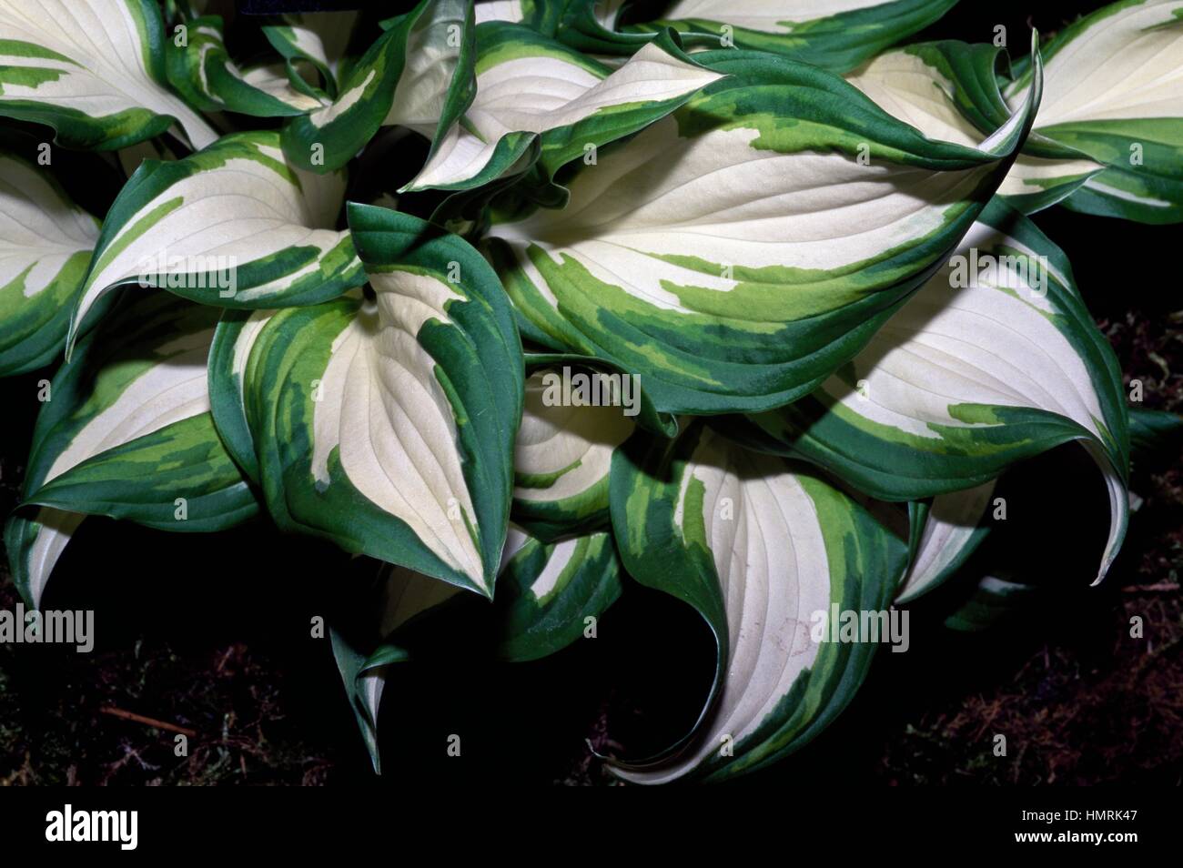 Wavy plantain lily (Hosta undulata Mediovariegata), Asparagaceae Stock ...