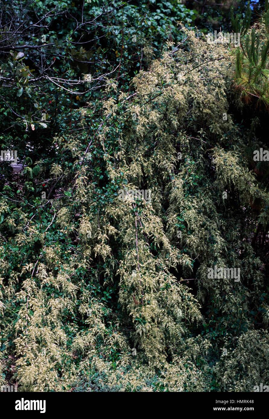 Holodiscus argenteus, Rosaceae Stock Photo - Alamy