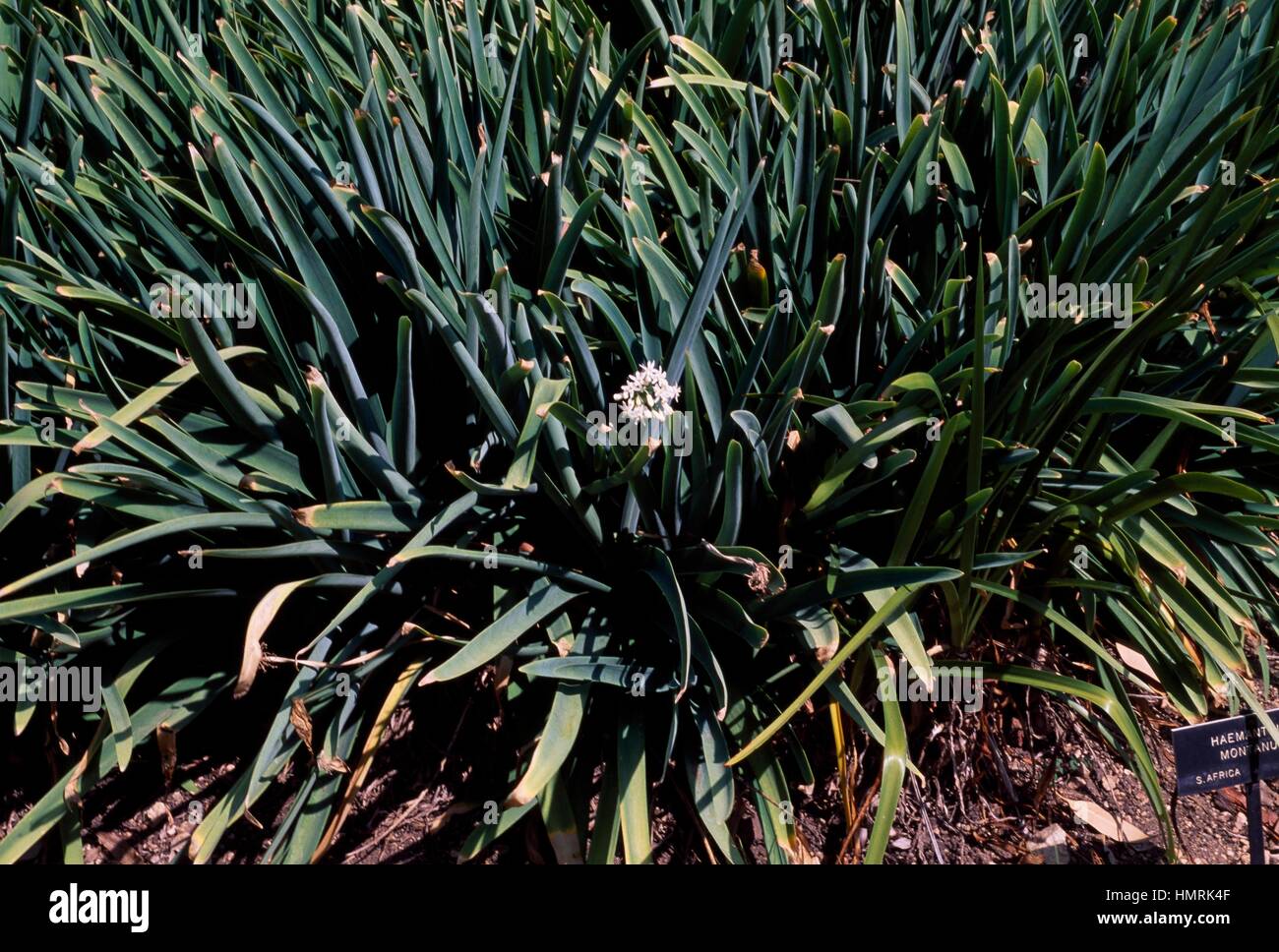 Haemanthus montanus, Amaryllidaceae Stock Photo - Alamy