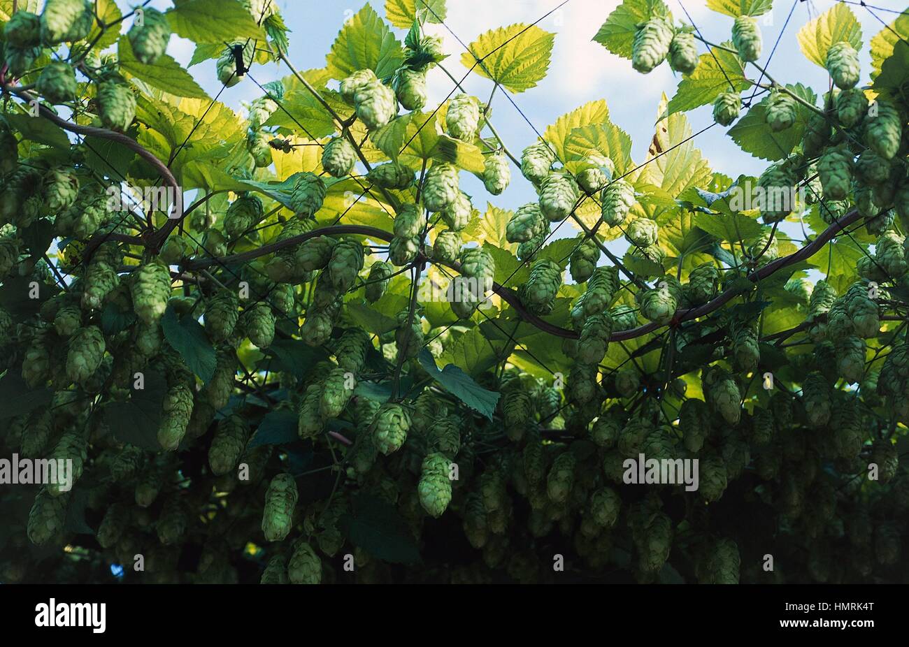 Humulus lupulus aureus hi-res stock photography and images - Alamy