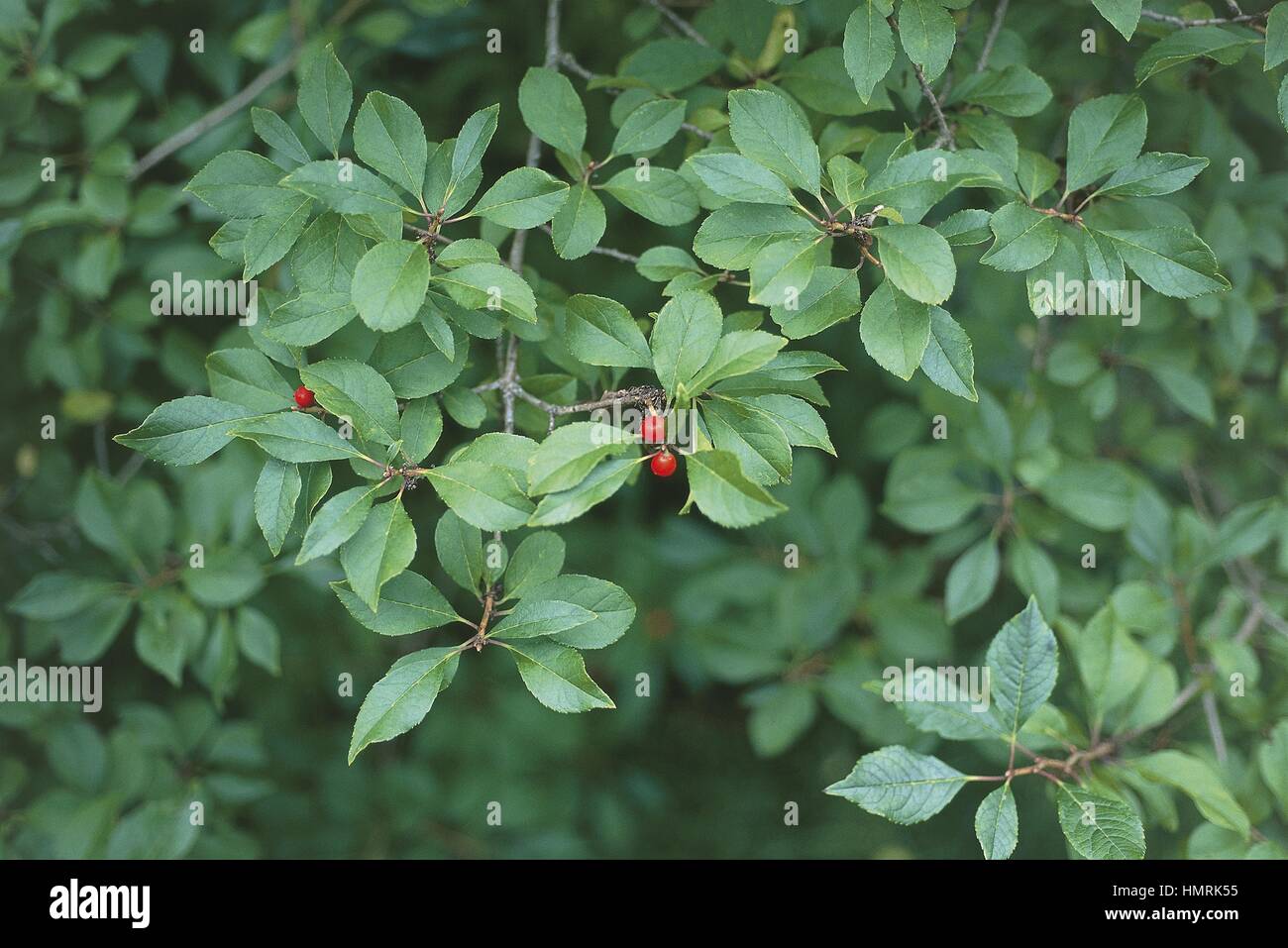 Possumhaw Stock Photos & Possumhaw Stock Images - Alamy