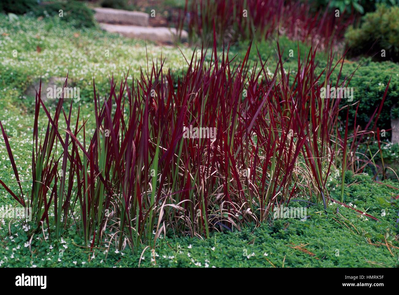 Rubra cogon grass or Japanese blood grass (Imperata cylindrica Rubra ...
