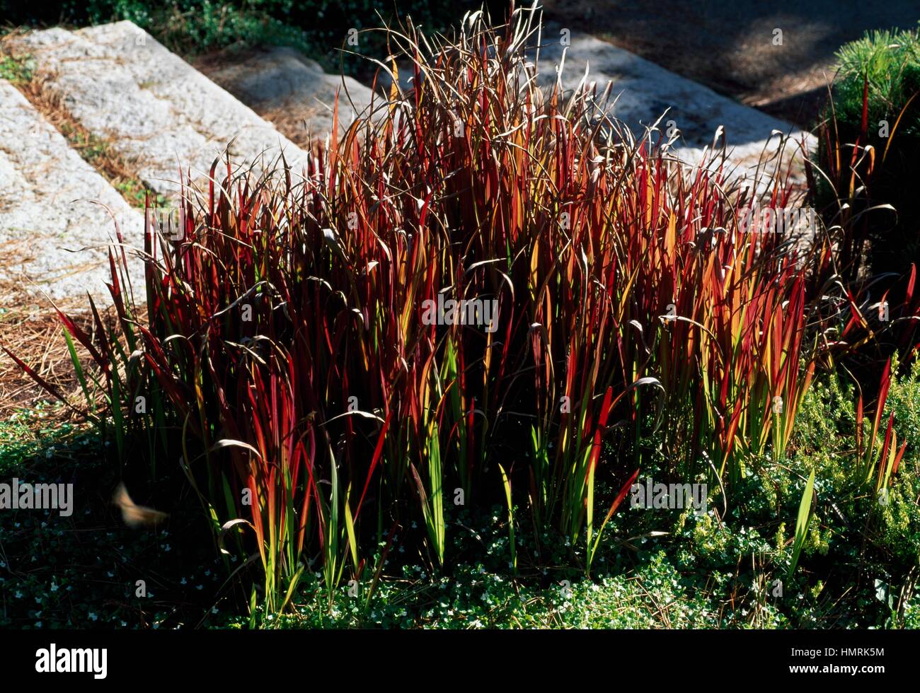 Rubra cogon grass or Japanese blood grass (Imperata cylindrica Rubra ...