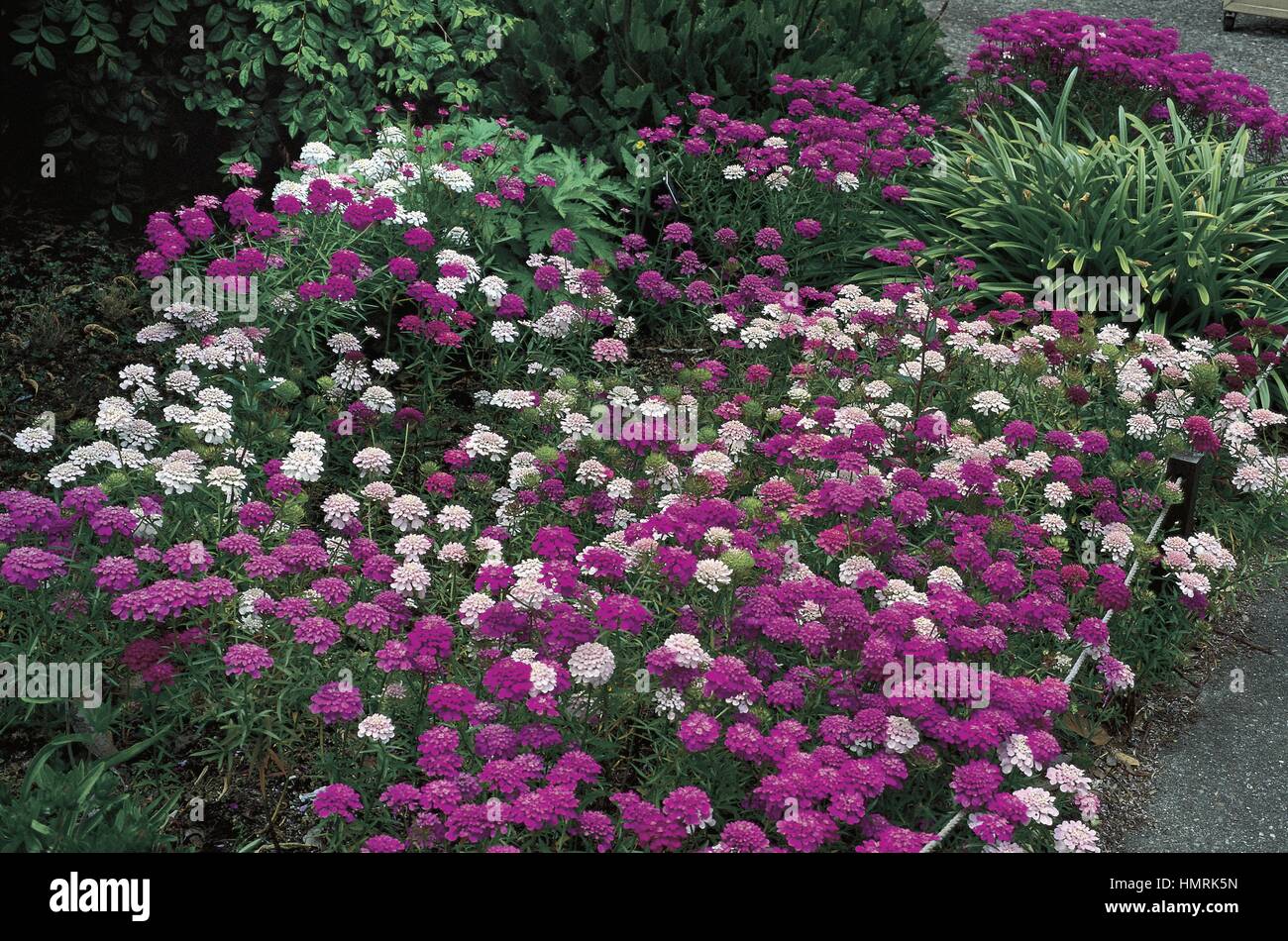 Botany - Brassicaceae. Candytuft (Iberis Stock Photo - Alamy