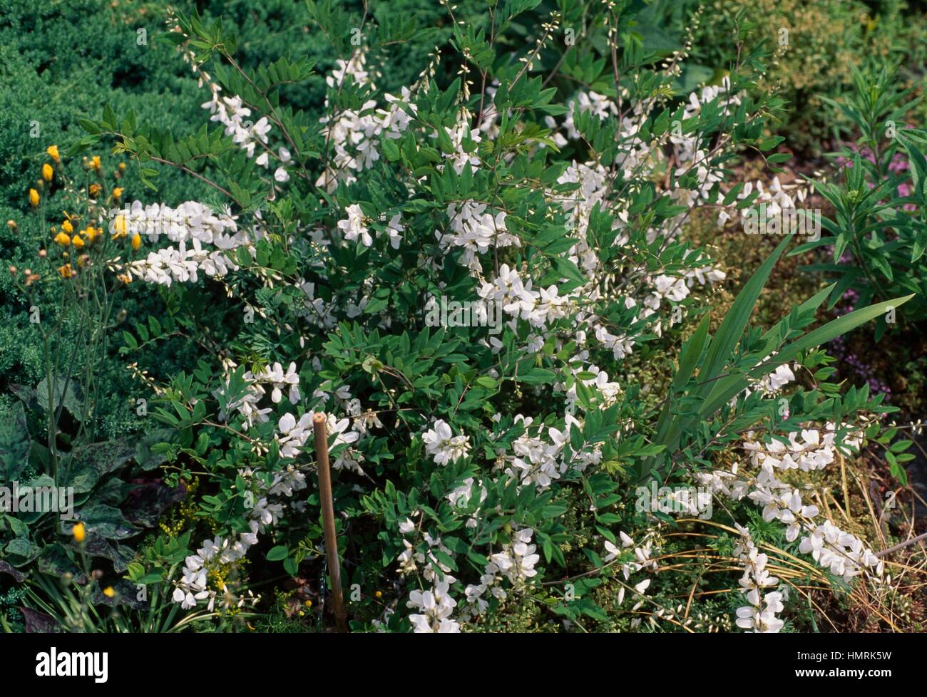 Indigofera alba hi-res stock photography and images - Alamy