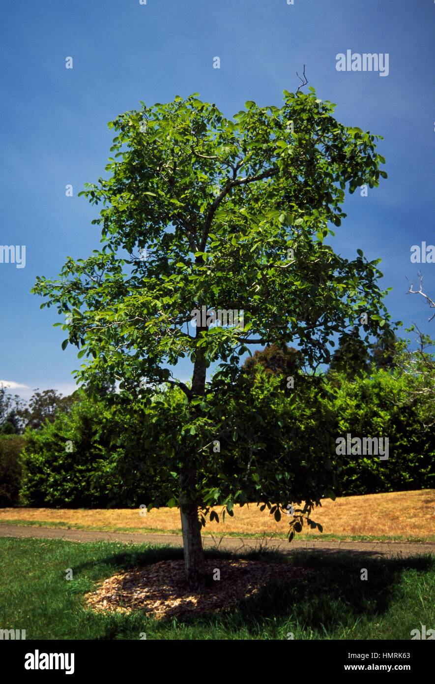 Persian Walnut (Juglans regia), Juglandaceae Stock Photo - Alamy