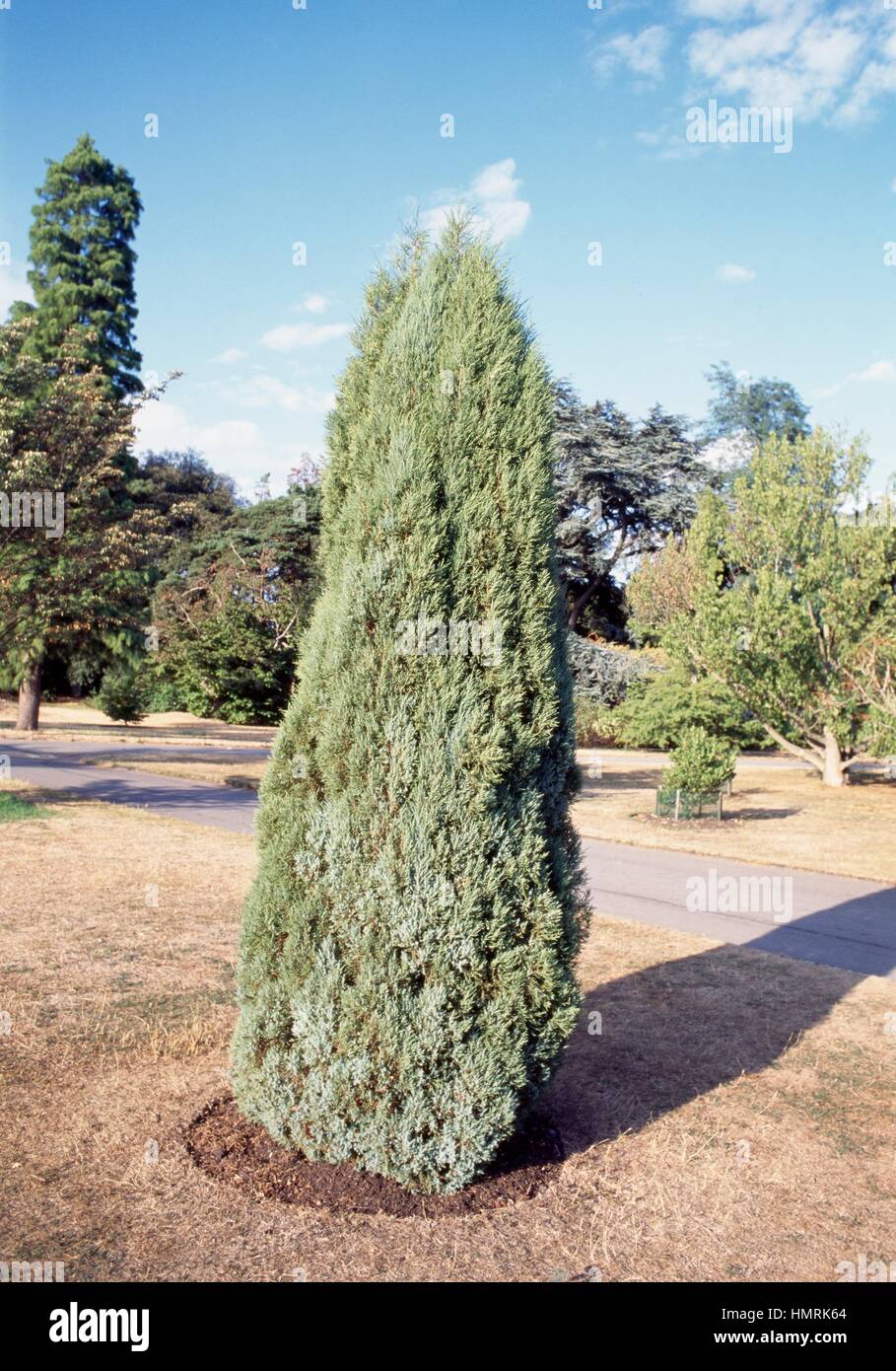 Eastern red cedar or Virginia juniper (Juniperus virginiana ...