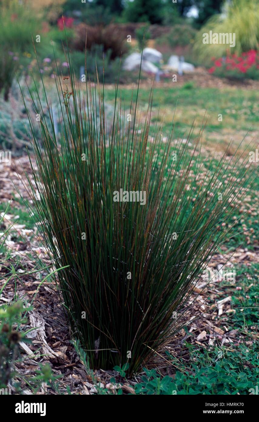 Juncus sp, Juncaceae Stock Photo - Alamy