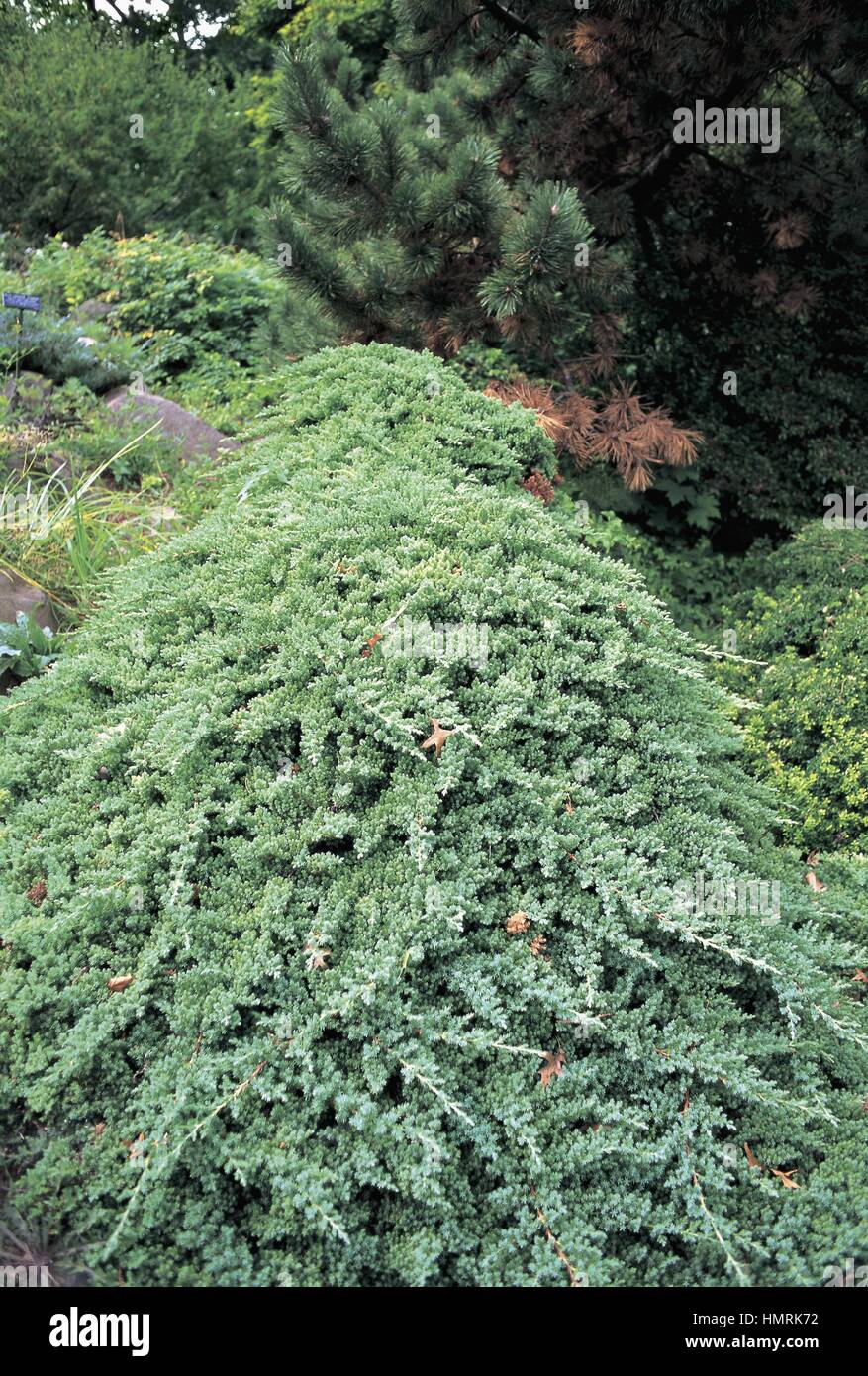 Botany - Cupressaceae. Common juniper (Juniperus nana Stock Photo - Alamy