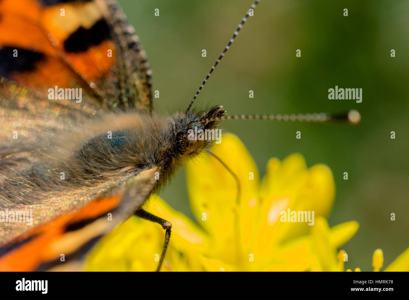 A close up of a butterfly showing the head and upper body Stock Photo ...