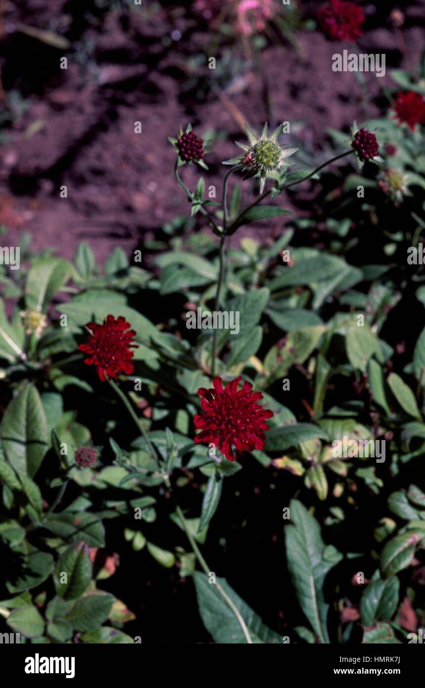 Crimson scabious in bloom (Knautia macedonica), Caprifoliaceae Stock ...