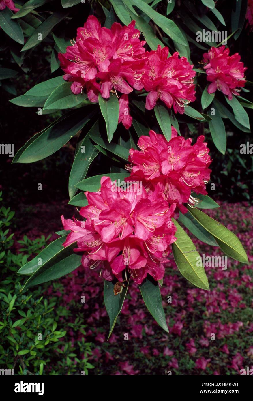 Tree Rhododendron (Rhododendron arboreum), Ericaceae Stock Photo - Alamy