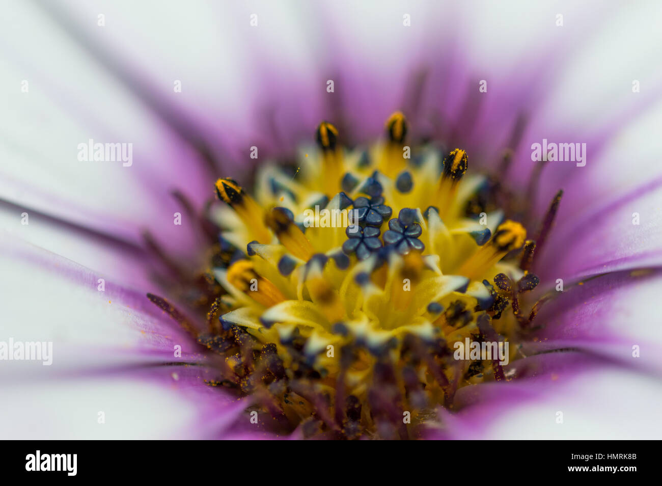 Ovary and ovule of flower hi-res stock photography and images - Alamy