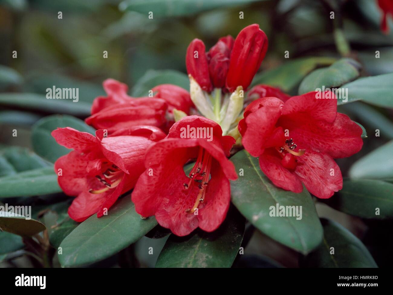 Alpenrose (Rhododendron ferrugineum), Ericaceae Stock Photo - Alamy