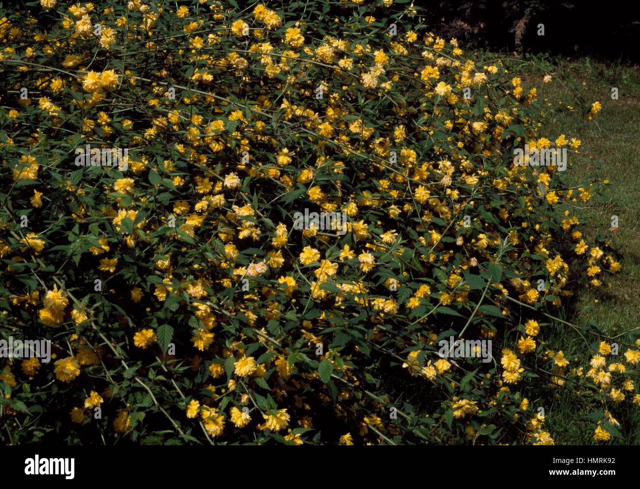 Japanese Kerria (Kerria japonica), Rosaceae Stock Photo - Alamy