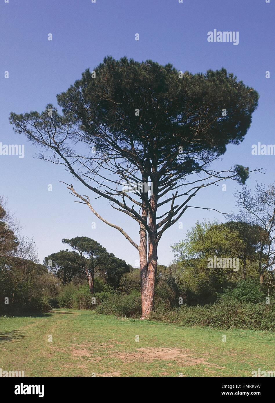 Pine pinus pinea pinaceae hi-res stock photography and images - Alamy