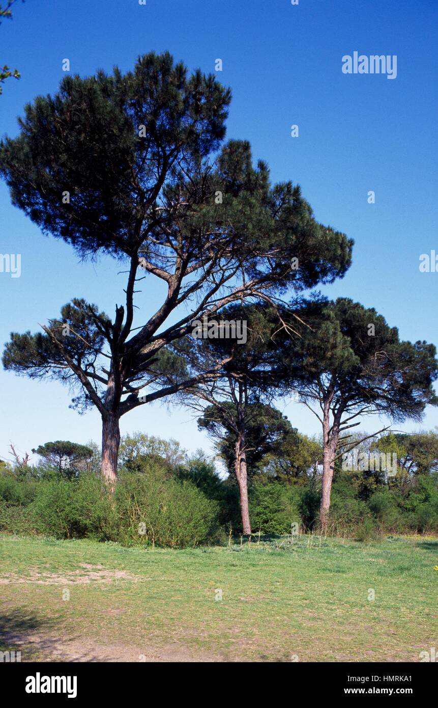 Stone Pine specimens (Pinus Pinea), Pinaceae Stock Photo - Alamy