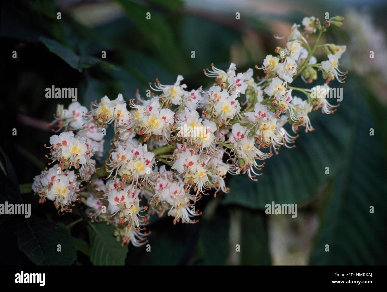 Horse-chestnut or Conker tree flowers (Aesculus hippocastanum ...